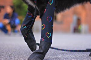 Walkee Paws Dog Leggings Shark Tank Season 12