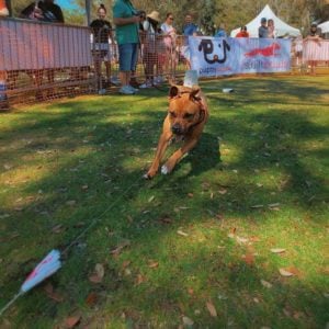 SwiftPaws Dog Lure Toy Shark Tank Season 13