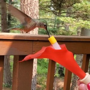 HummViewer Hummingbird Feeder Mask Shark Tank Season 14